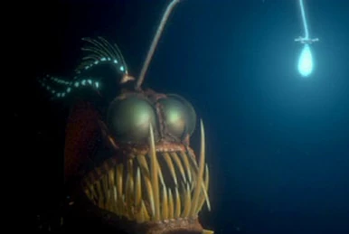 Medusas Buscando A Nemo