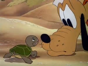 Turtle | Disney Wiki | Fandom