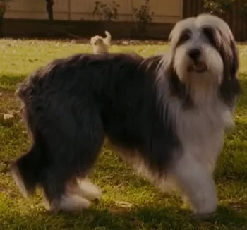 Dave Douglas | Disney Wiki | Fandom