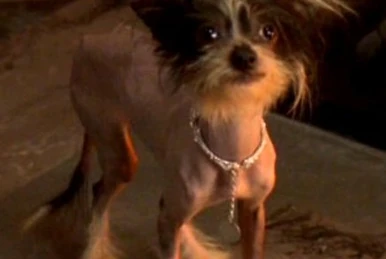 102 Dalmatians Chomp