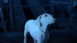 102 Dalmatians Oddball Gets Her Spots