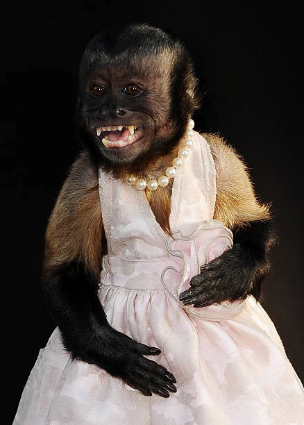 Crystal the Monkey | Disney Wiki | Fandom