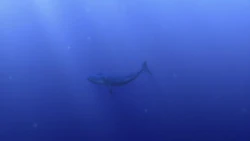 Ballena Buscando A Nemo
