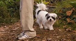 Bridge To Terabithia Prince Terrien