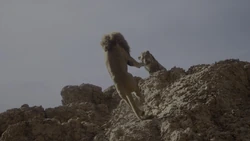 Mufasa | Disney Wiki | Fandom