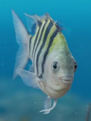 Flounder | Disney Wiki | Fandom
