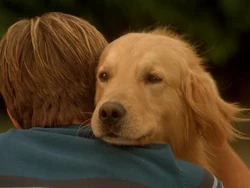 Air Bud Spikes Back Josh Framm