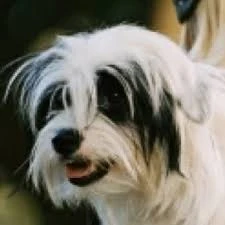 Bridge To Terabithia Prince Terrien