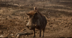 Pumbaa (The Lion King 2019)/Gallery | Disney Wiki | Fandom