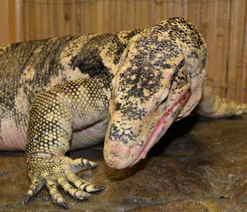 Frank | Disney Wiki | Fandom