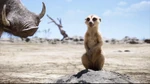 Timon (The Lion King 2019)/Gallery | Disney Wiki | Fandom