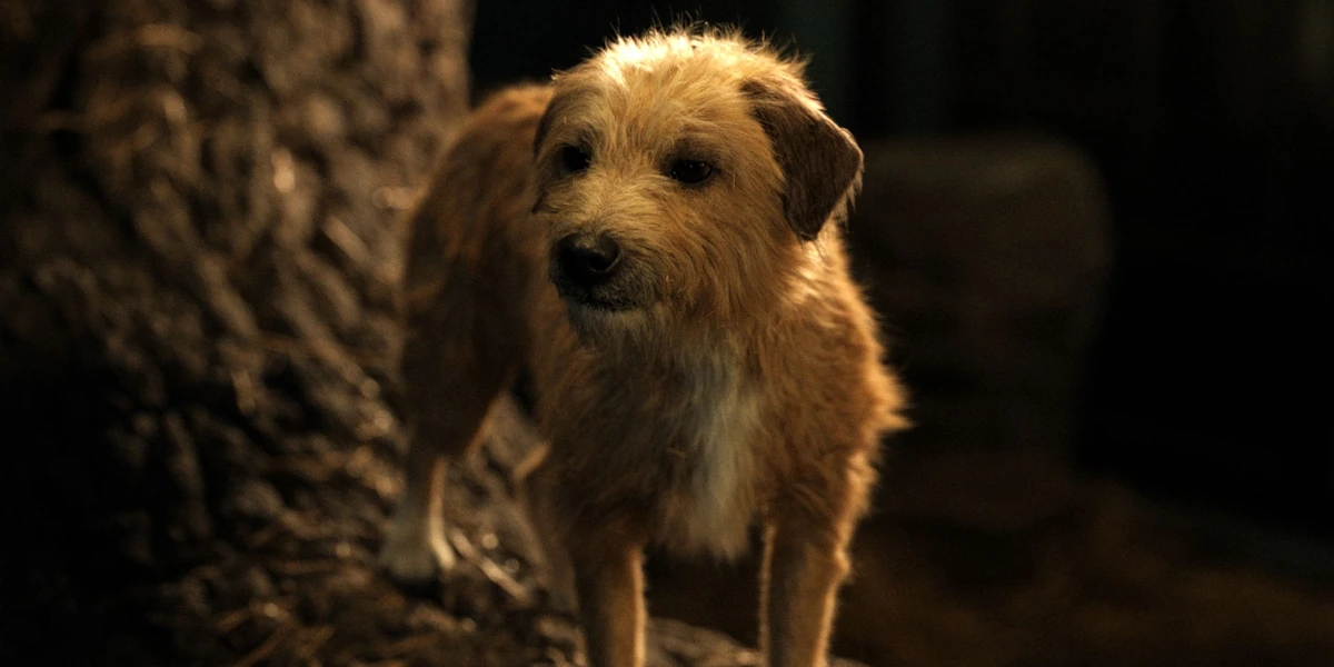 Bob the Dog | Disney Wiki | Fandom
