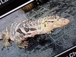 Water Monitor Lizard Mr Kipling