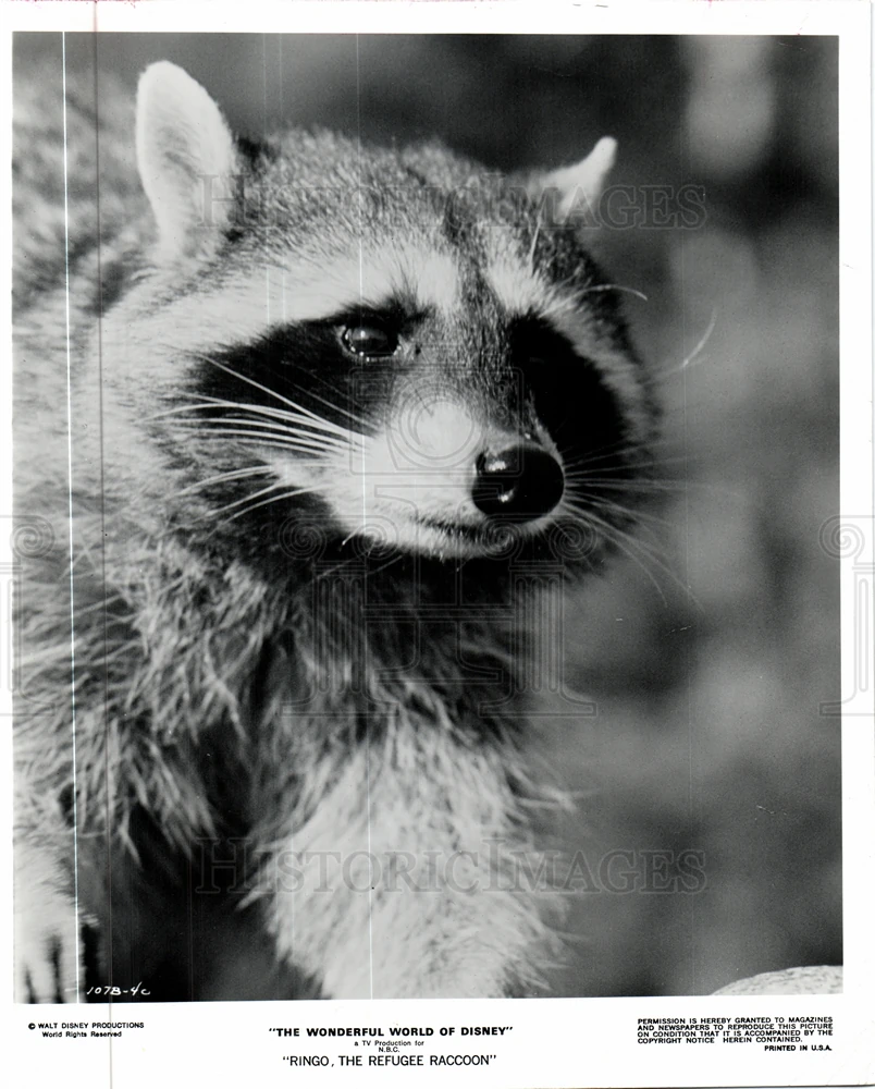 Ringo, the Refugee Raccoon | Disney Wiki | Fandom