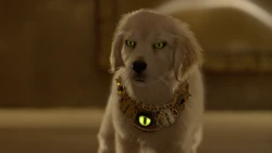 Treasure Buddies Cat