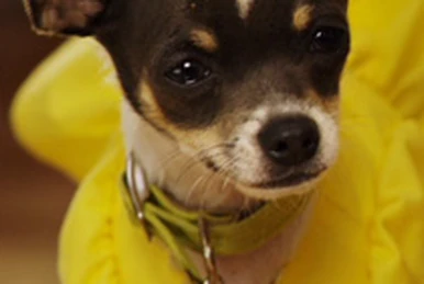 Chihuahua 2 De Beverly Hills Papi Jr Beverly Hills Chihuahua 2