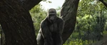 Ivan the Gorilla | Disney Wiki | Fandom