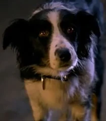 Nana (Snow Dogs) | Disney Wiki | Fandom