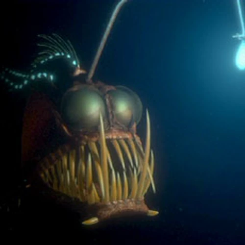 Real Angler Fish Light