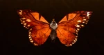 Insect Queen | Disney Wiki | Fandom