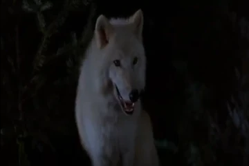 White Werewolf Twilight