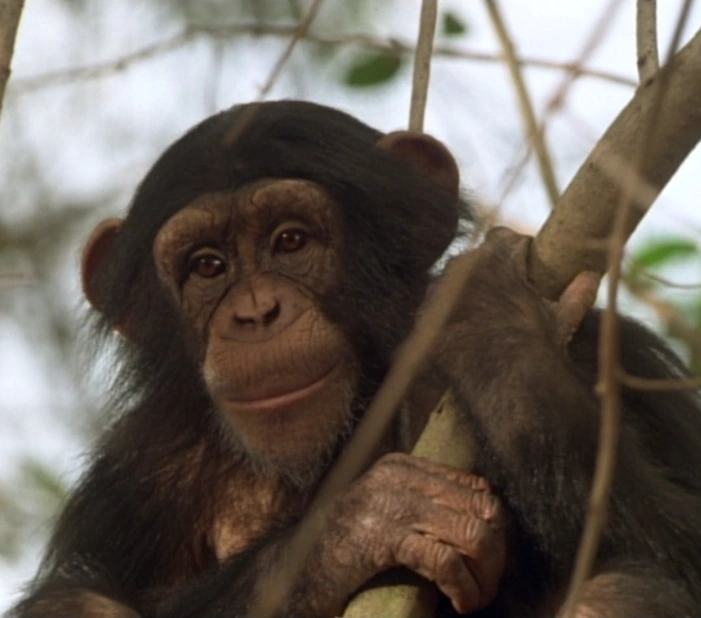 Tarzan Chimp | Disney Wiki | Fandom