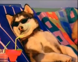 What Type Of Dog Is Demon From Snow Dogs