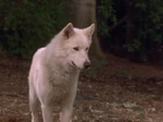 Raksha/Gallery | Disney Wiki | Fandom
