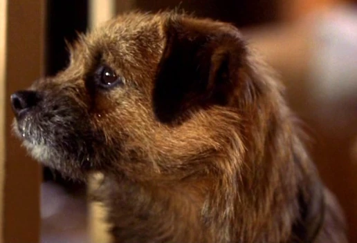 Chomp | Disney Wiki | Fandom