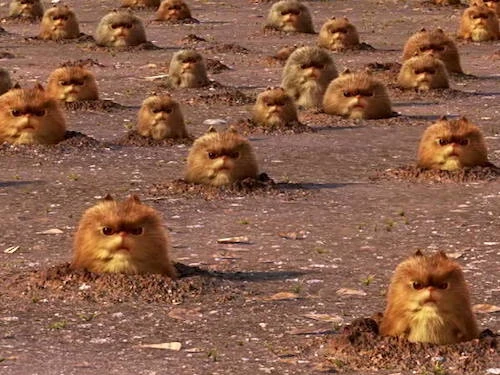 Gophers | Disney Wiki | Fandom