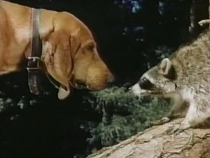 The Hound That Thought He Was a Raccoon | Disney Wiki | Fandom