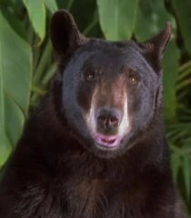 Baloo | Disney Wiki | Fandom