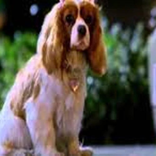 Underdogs Girlfriend Sweet Polly Purebred