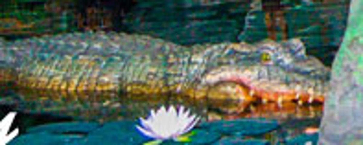 Alligators | Disney Wiki | Fandom