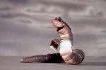 Earthworm | Disney Wiki | Fandom