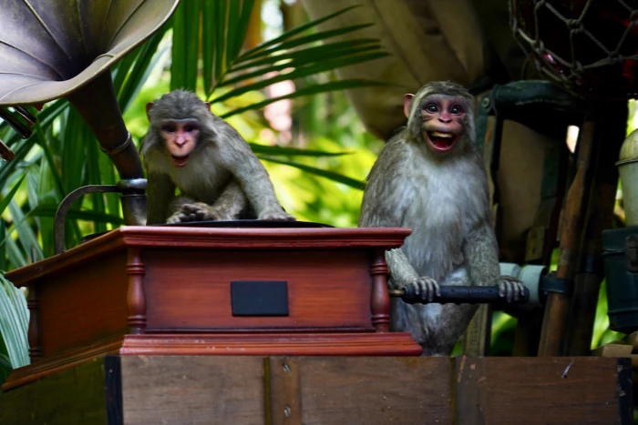 Macaques | Disney Wiki | Fandom