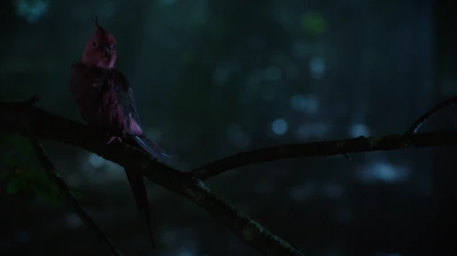 Red Bird | Disney Wiki | Fandom