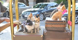 Chihuahua 2 De Beverly Hills Papi Jr