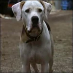 Chance | Disney Wiki | Fandom
