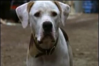 homeward bound dog film