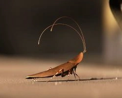 Hal | Disney Wiki | Fandom