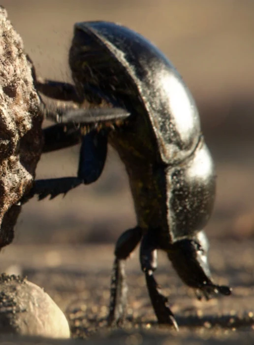 Dembe | Disney Wiki | Fandom