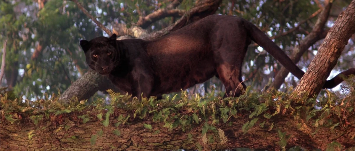 Bagheera | Disney Wiki | Fandom