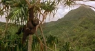 Mighty Joe Young (character) | Disney Wiki | Fandom