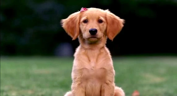 RoseBud | Disney Wiki | Fandom