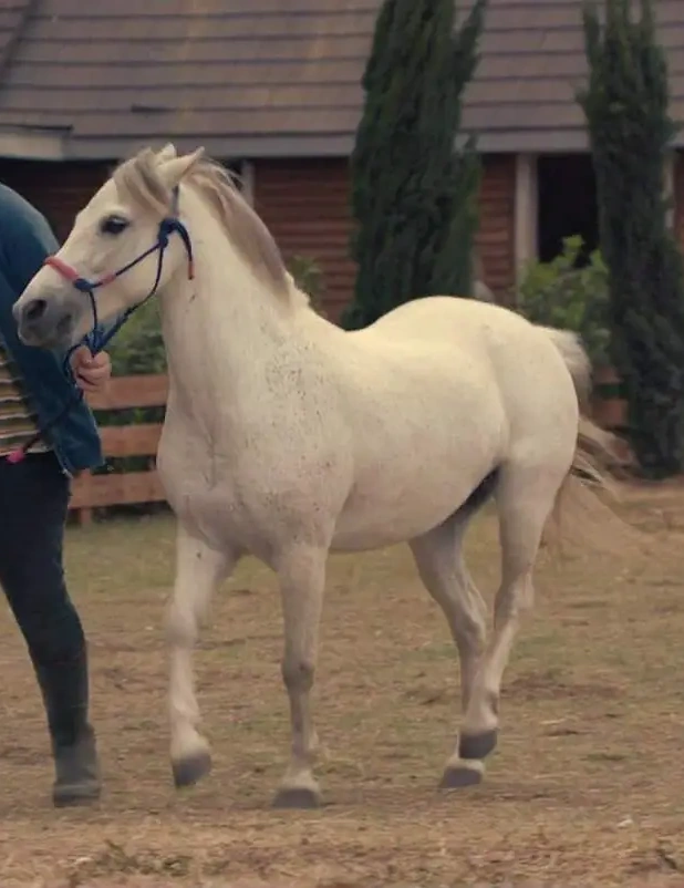 Merrylegs | Disney Wiki | Fandom