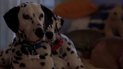 102 Dalmatiner Dottie