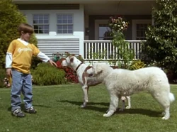 Homeward Bound 2 Chance And Delilah