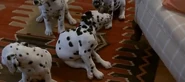 Fidget (101 Dalmatians) | Disney Wiki | Fandom