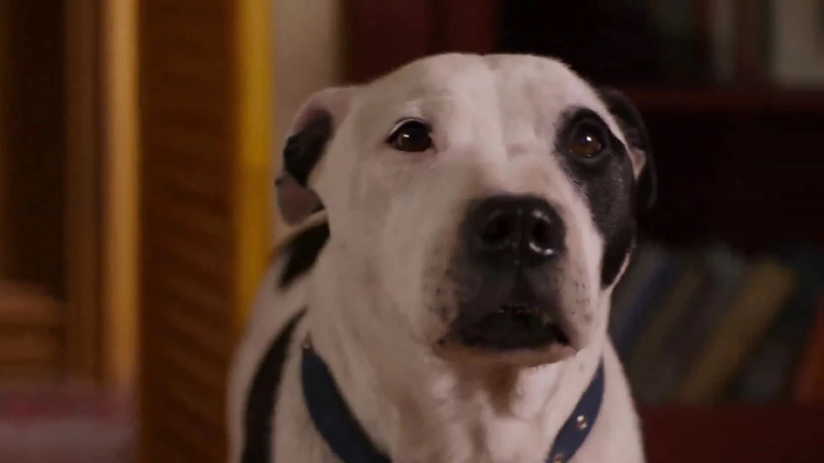 Pedro | Disney Wiki | Fandom